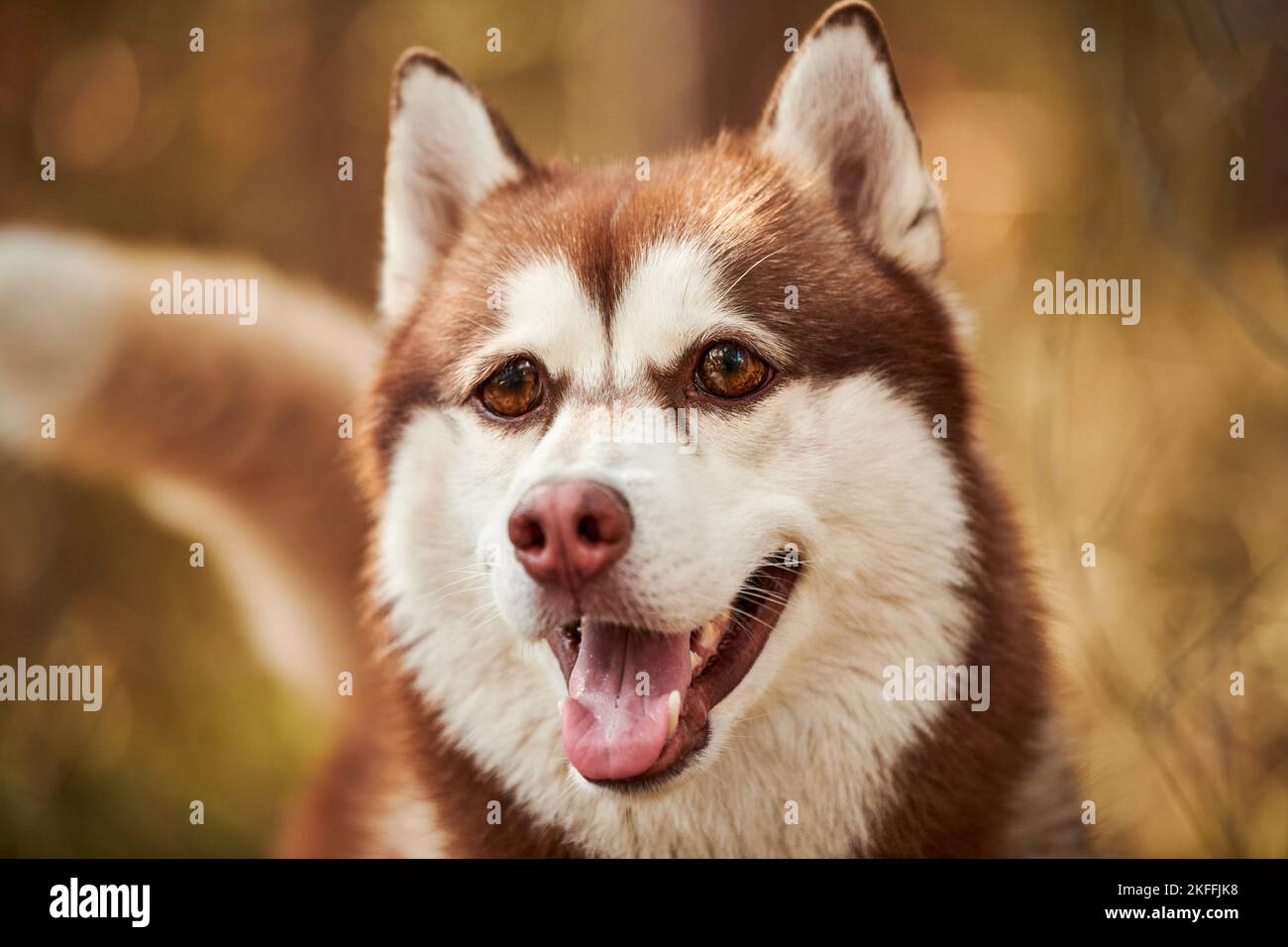 Siberian Husky dog with huge eyes, funny surprised Husky dog with ...