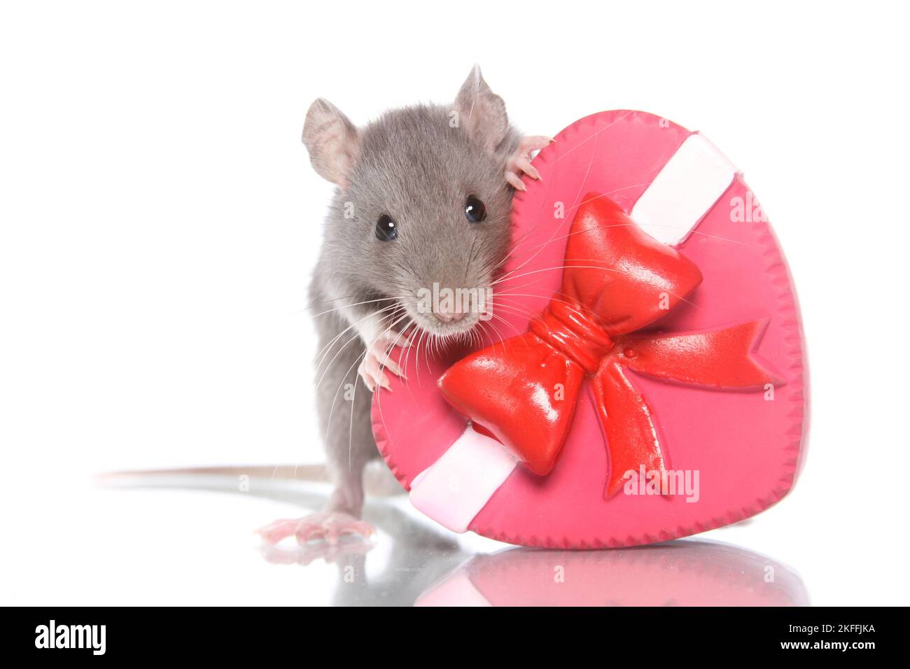 fancy rat on white background Stock Photo - Alamy