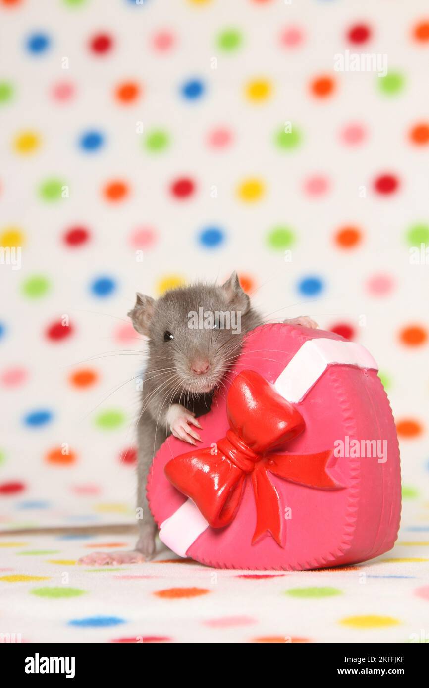 fancy rat with heart Stock Photo - Alamy