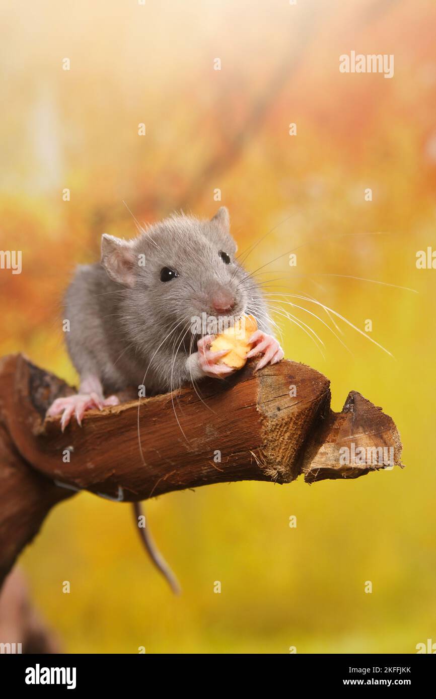 Biscuit root hi-res stock photography and images - Alamy