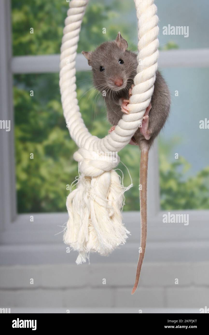 Pet rat toys hi-res stock photography and images - Alamy