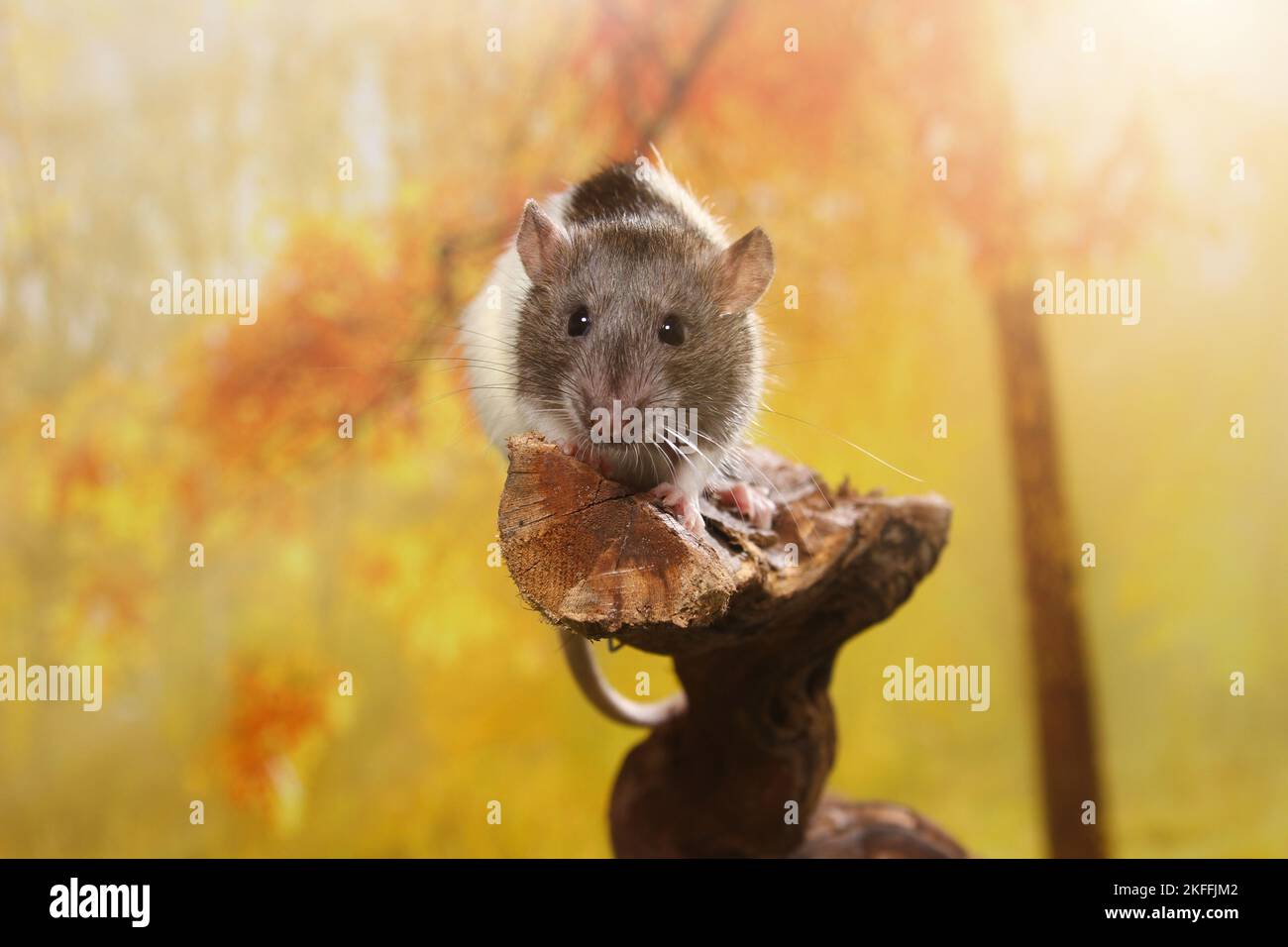rat on root Stock Photo - Alamy