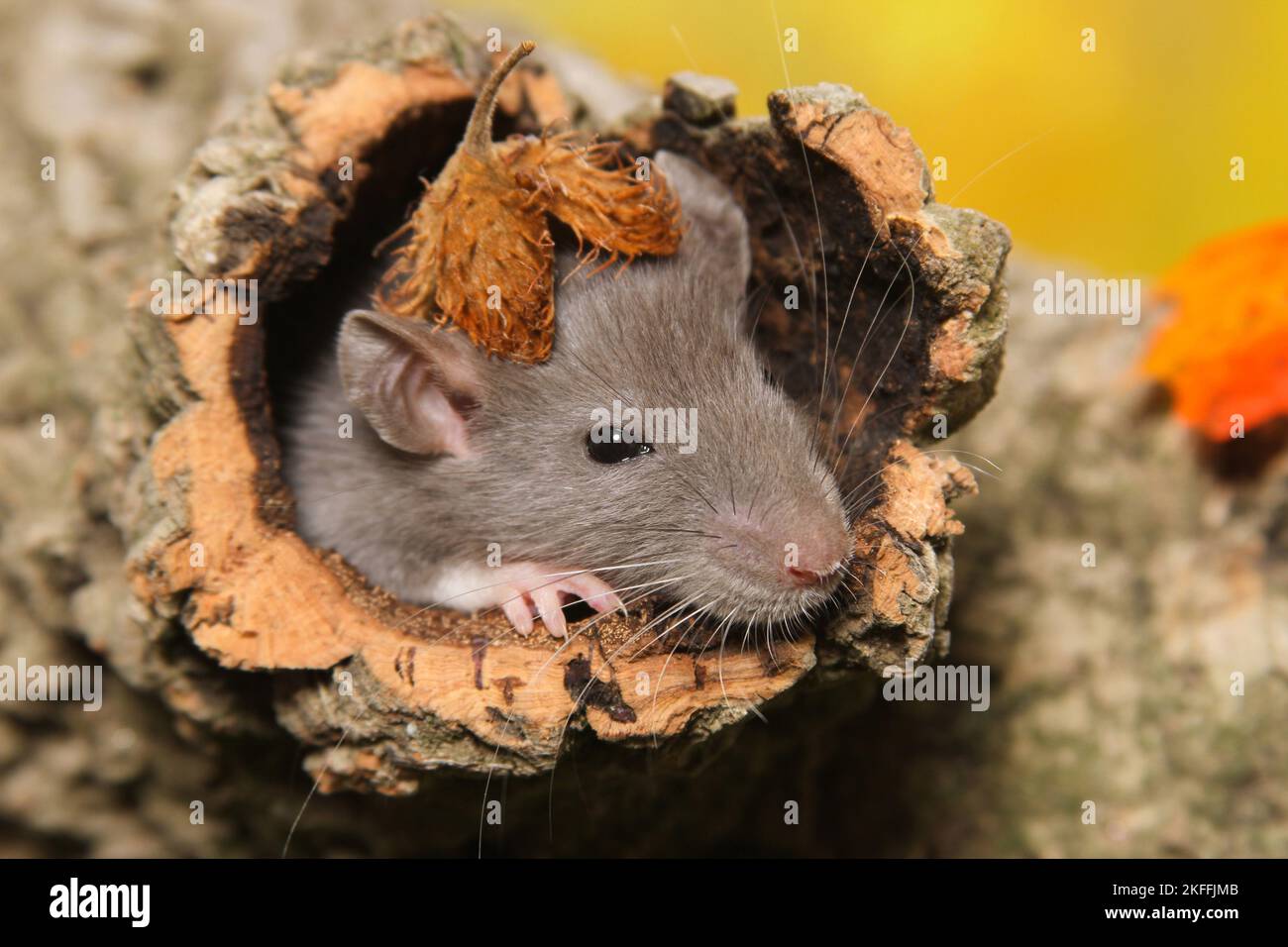 rat on root Stock Photo - Alamy