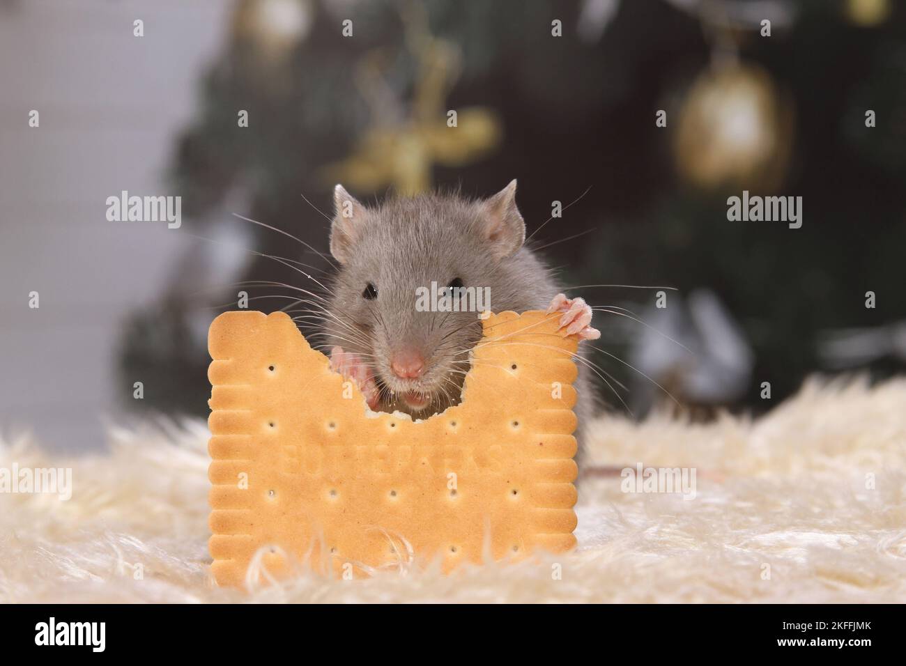 fancy rat with biscuit Stock Photo - Alamy