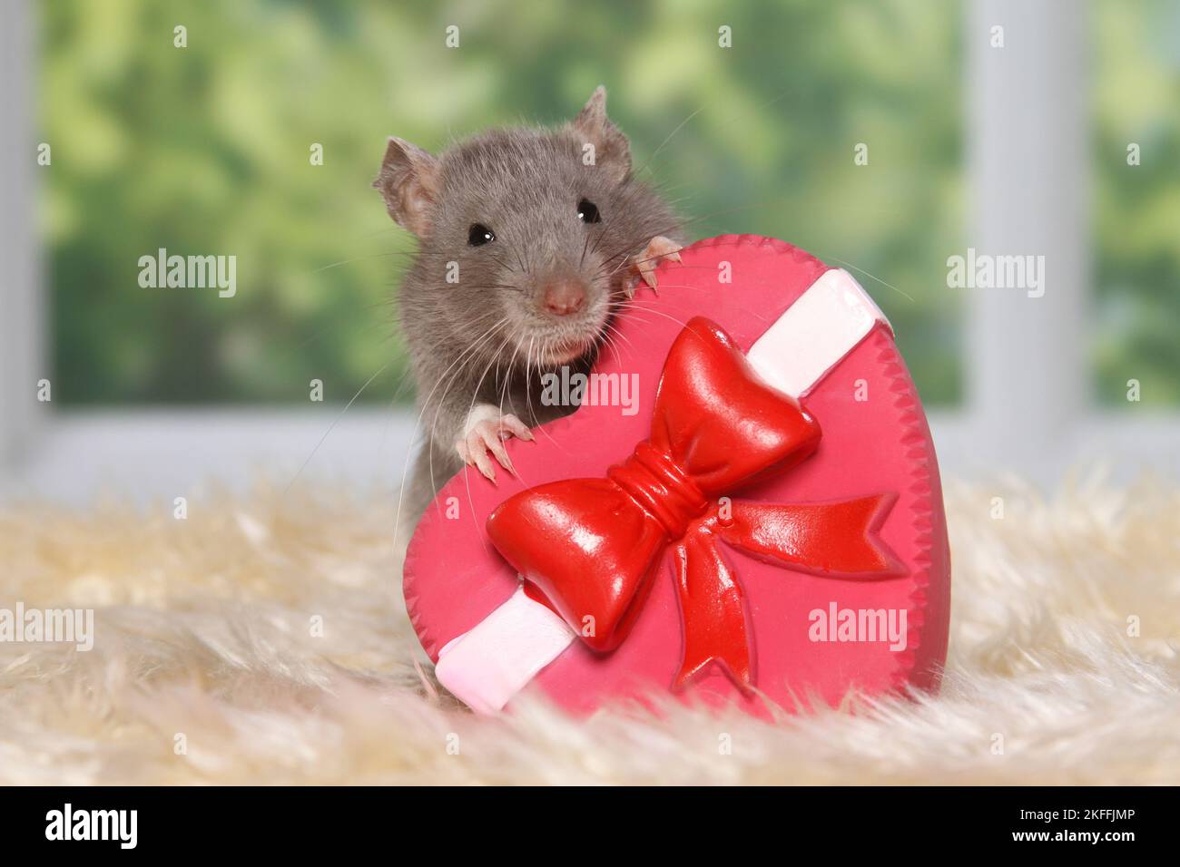Rat heart hi-res stock photography and images - Alamy