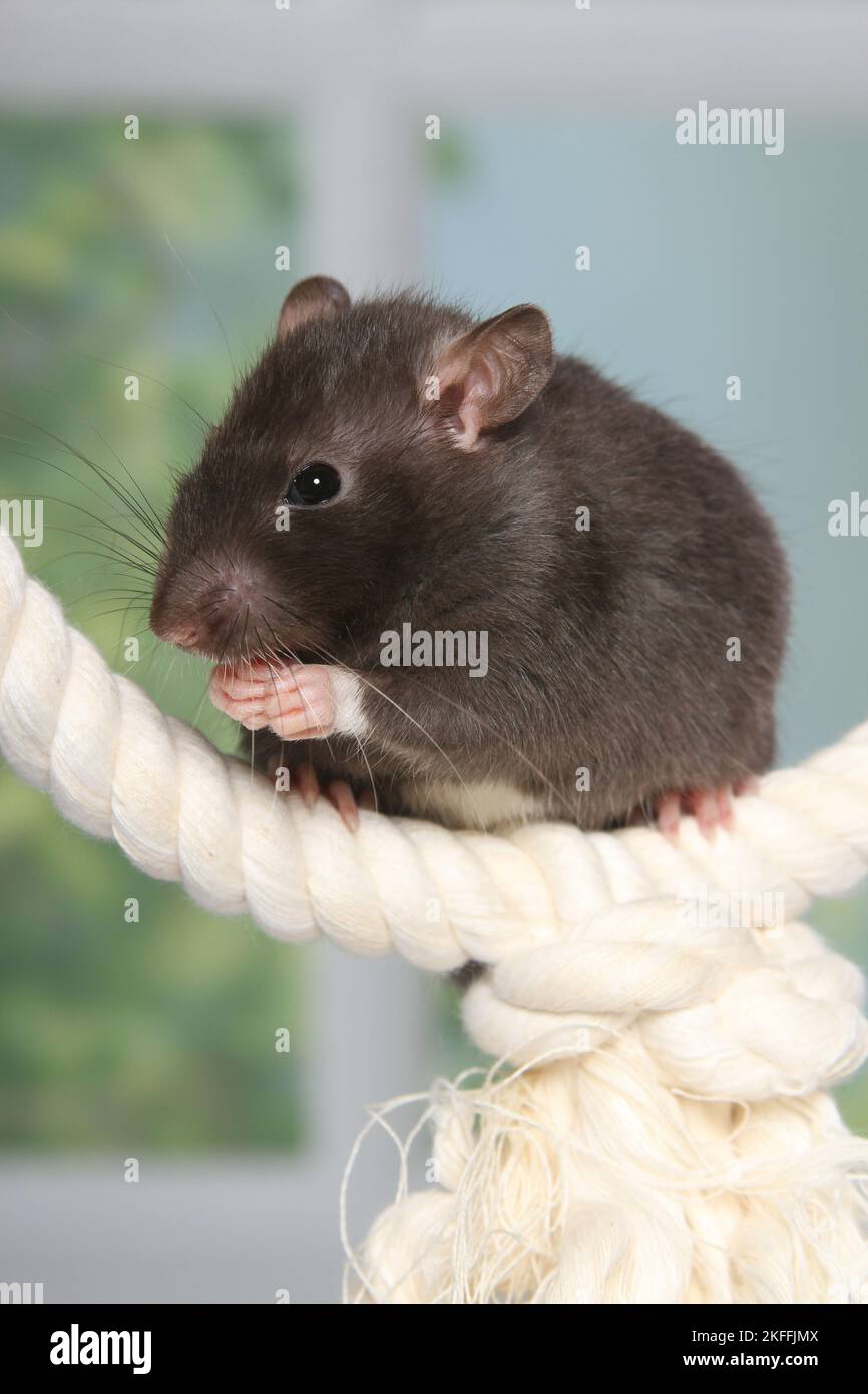 Rats grooming hi-res stock photography and images - Alamy