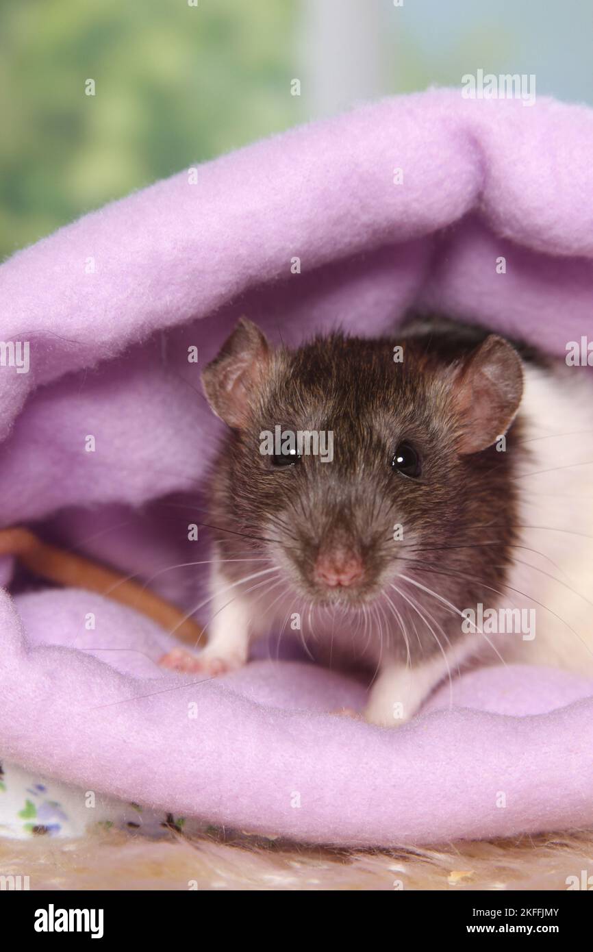 Pet rat toys hi-res stock photography and images - Alamy