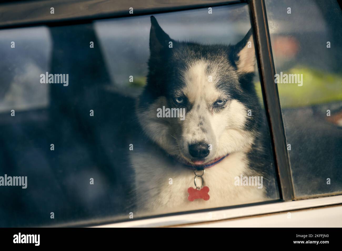 Siberian Husky dog behind window car portrait with blue eyes and gray ...
