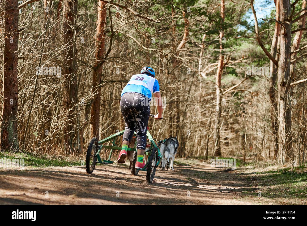 Back view to woman musher rides on three wheeled cart with Siberian ...