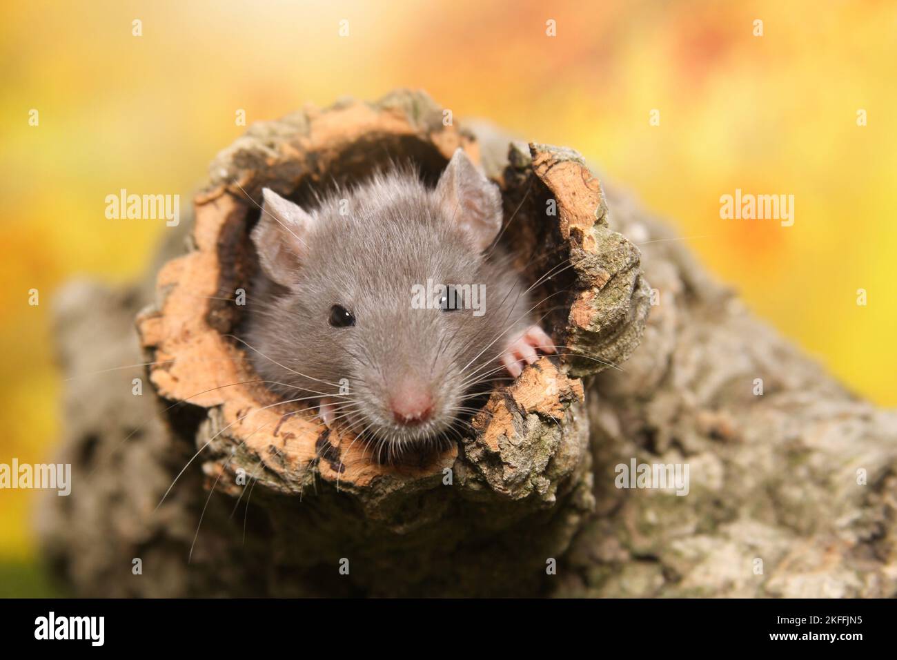 Fancy tree root hi-res stock photography and images - Alamy