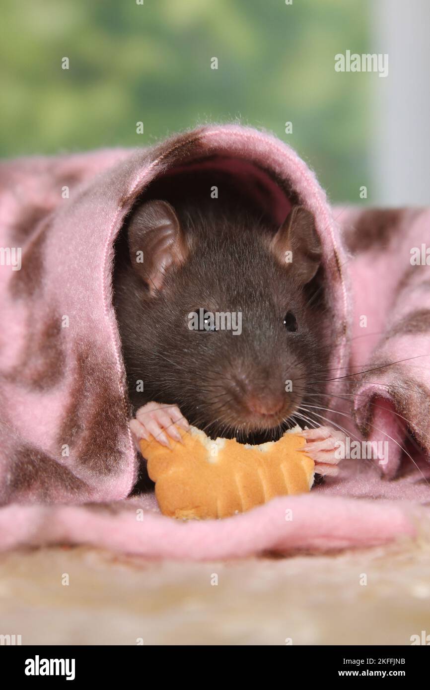 fancy rat with biscuit Stock Photo - Alamy