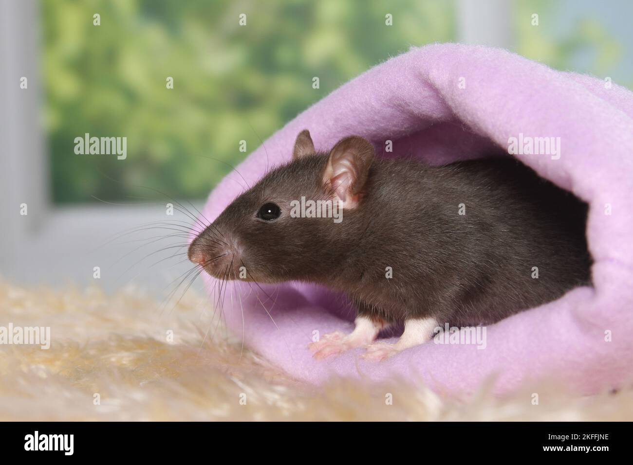 Pet rat toys hi-res stock photography and images - Alamy