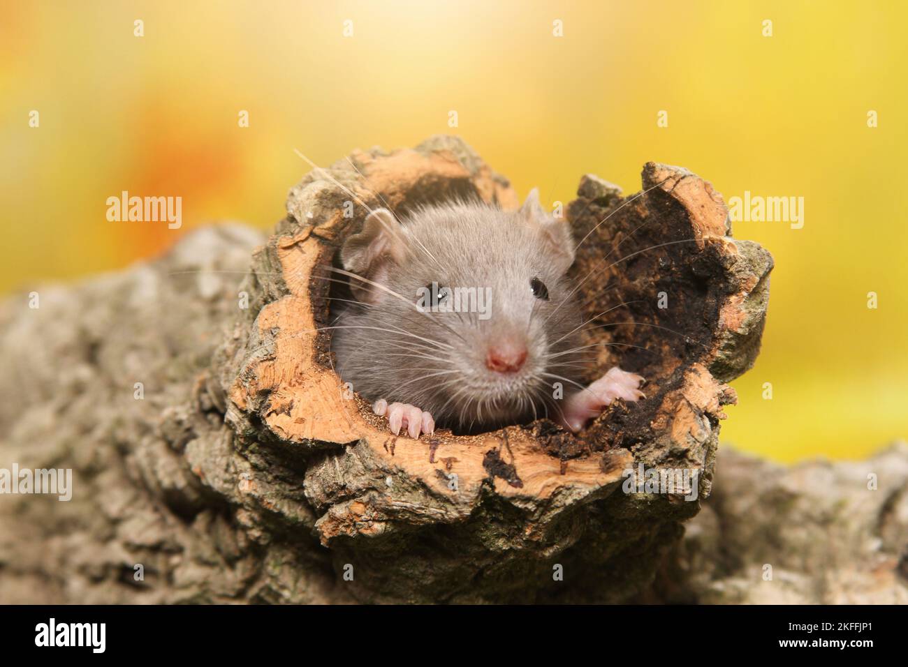 rat on root Stock Photo - Alamy