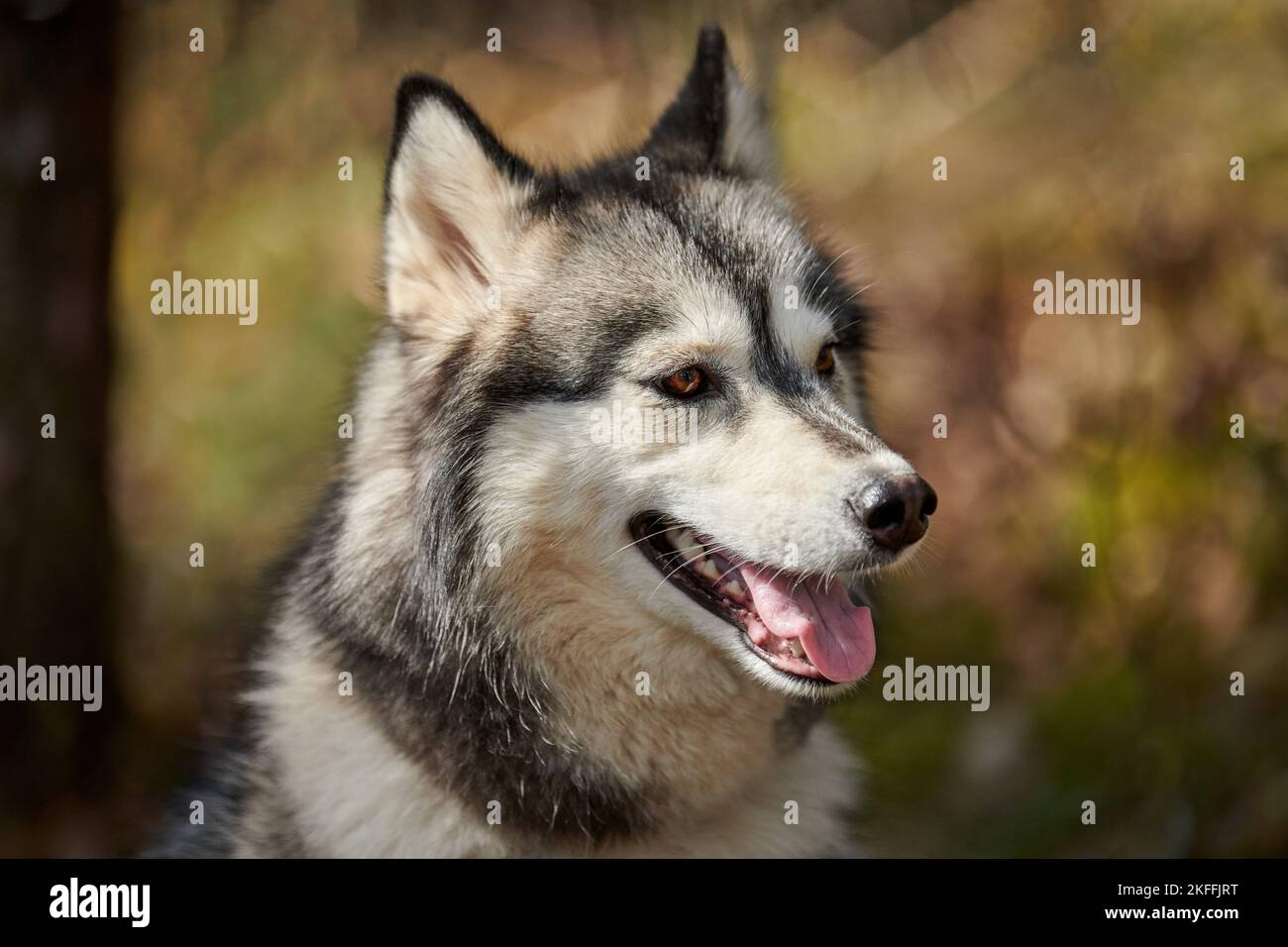 Siberian Husky dog portrait with brown eyes and gray coat color, cute ...