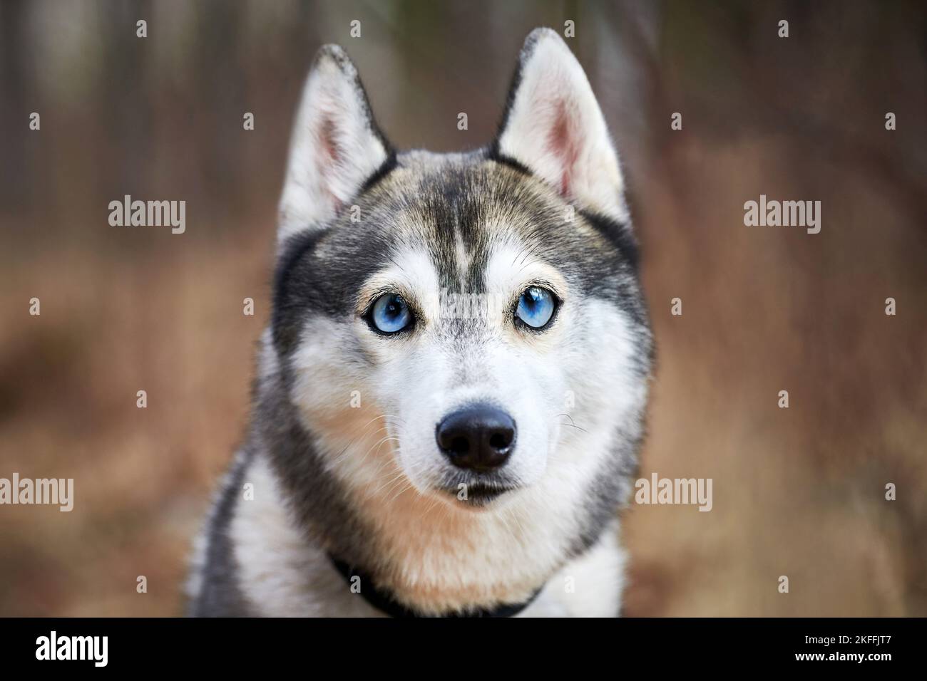 Siberian Husky dog with huge eyes, funny surprised Husky dog with ...