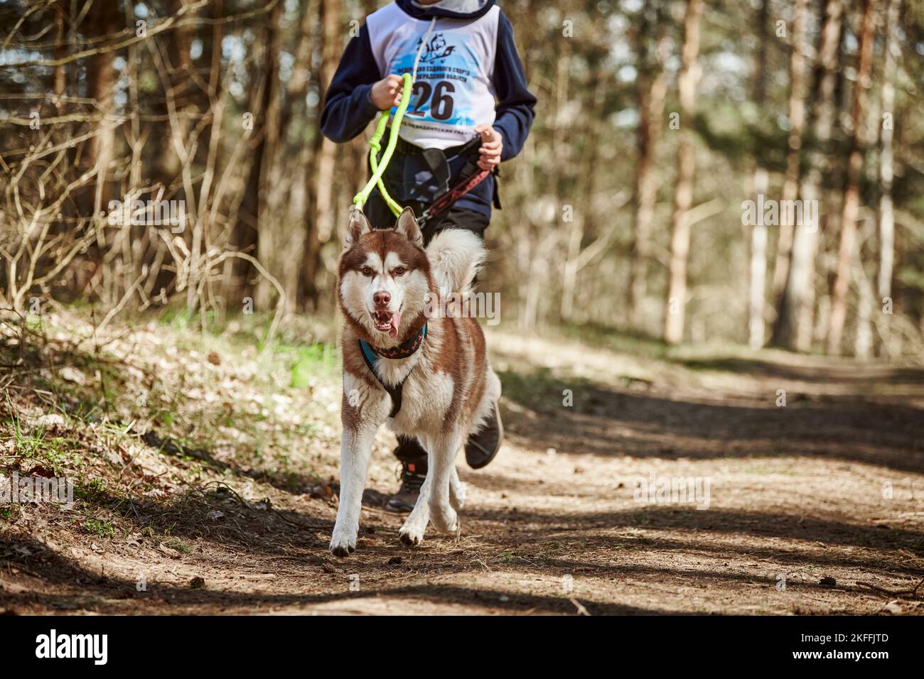 Running Siberian Husky dog in harness pulling man on autumn forest ...