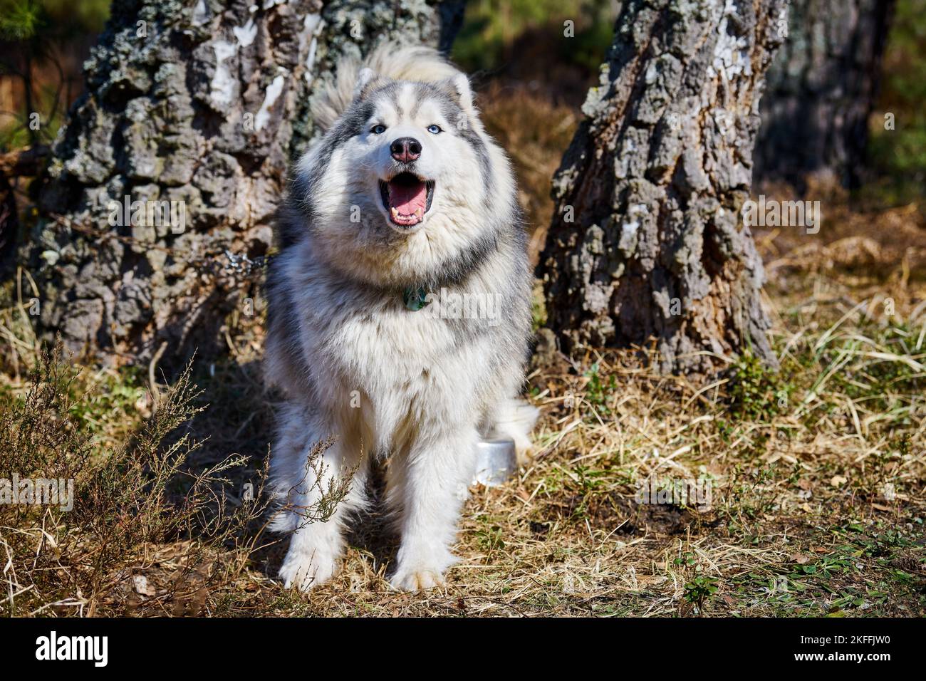 Siberian Husky dog stands on forest grass, full size Husky dog portrait ...