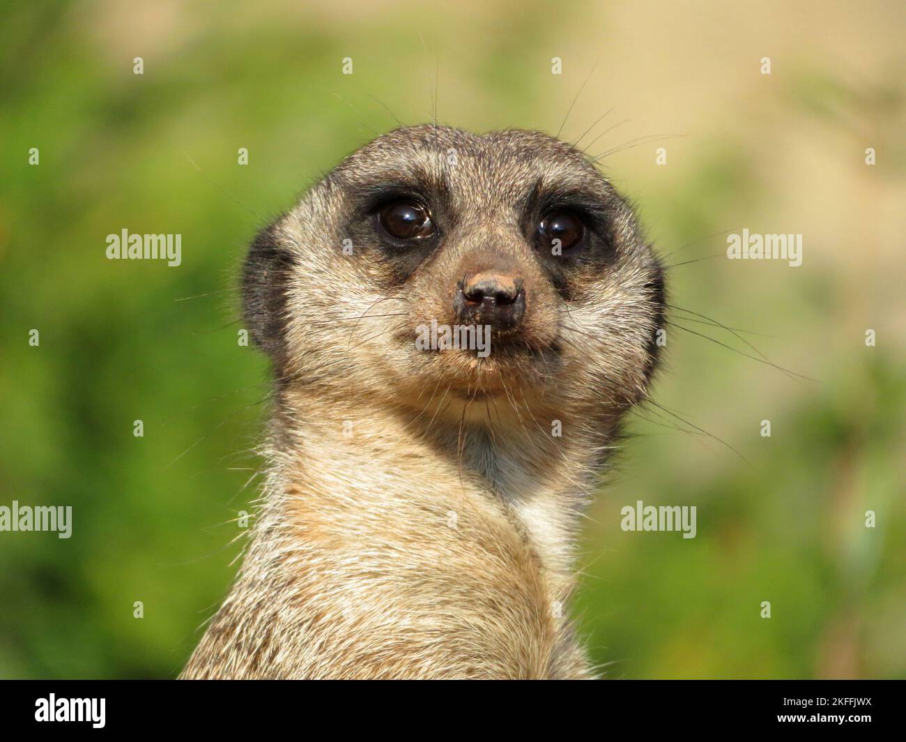 1 suricate hi-res stock photography and images - Alamy