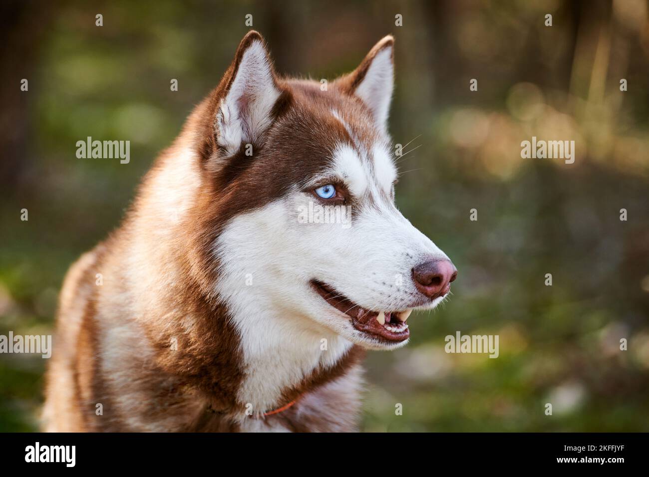Siberian Husky dog profile portrait with blue eyes and brown white ...