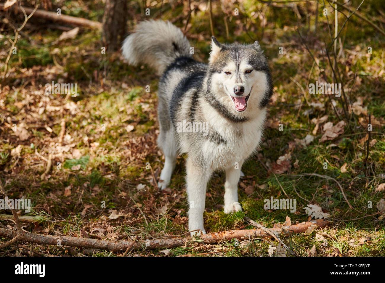 Siberian Husky dog stands on forest grass, full size Husky dog portrait ...