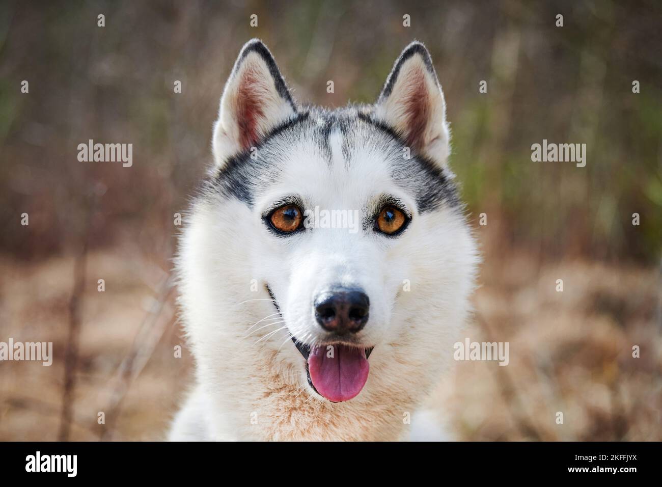 Siberian Husky dog with huge eyes, funny surprised Husky dog with ...