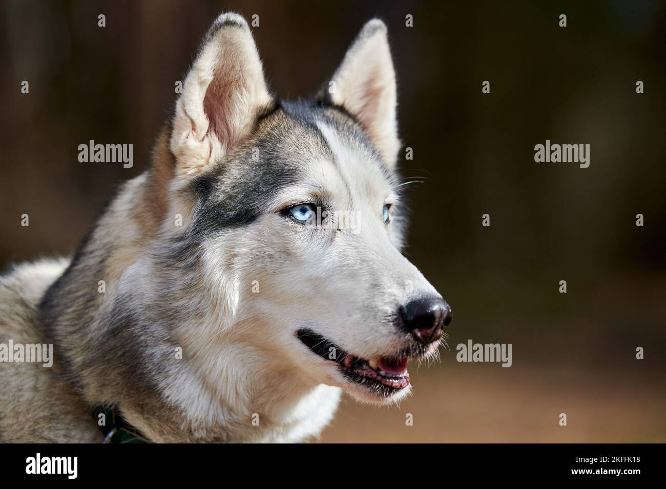 Siberian Husky dog profile portrait with black gray white coat color ...