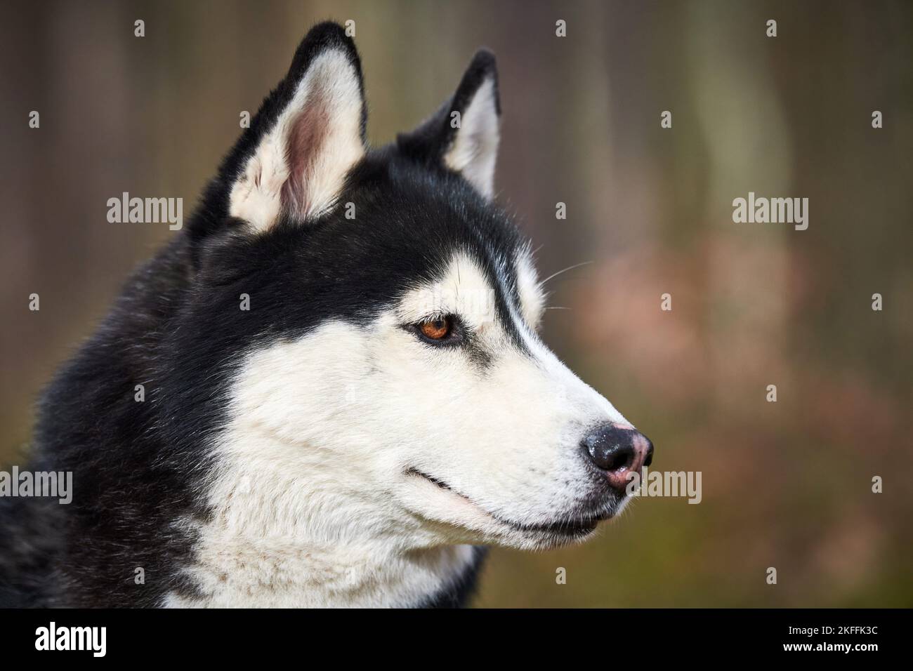 Siberian Husky dog profile portrait with black white coat color, cute ...