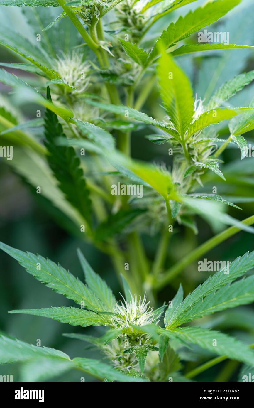 A macro close up of trichomes tops on a maturing cannabis plant Stock ...