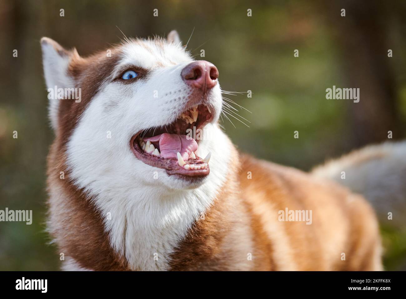 Siberian Husky dog profile portrait with blue eyes and brown white ...