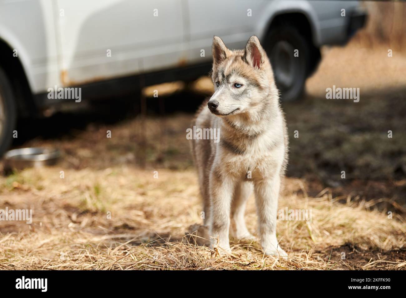 Little Siberian Husky puppy stands on dry grass, full size Husky dog ...