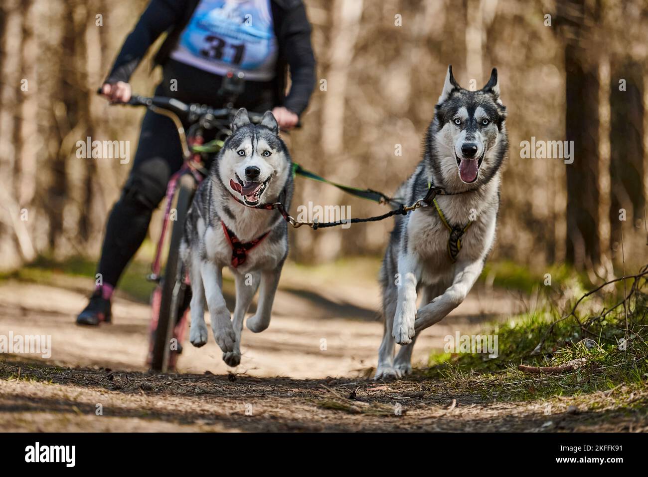 Running Siberian Husky sled dogs in harness pulling scooter on autumn ...