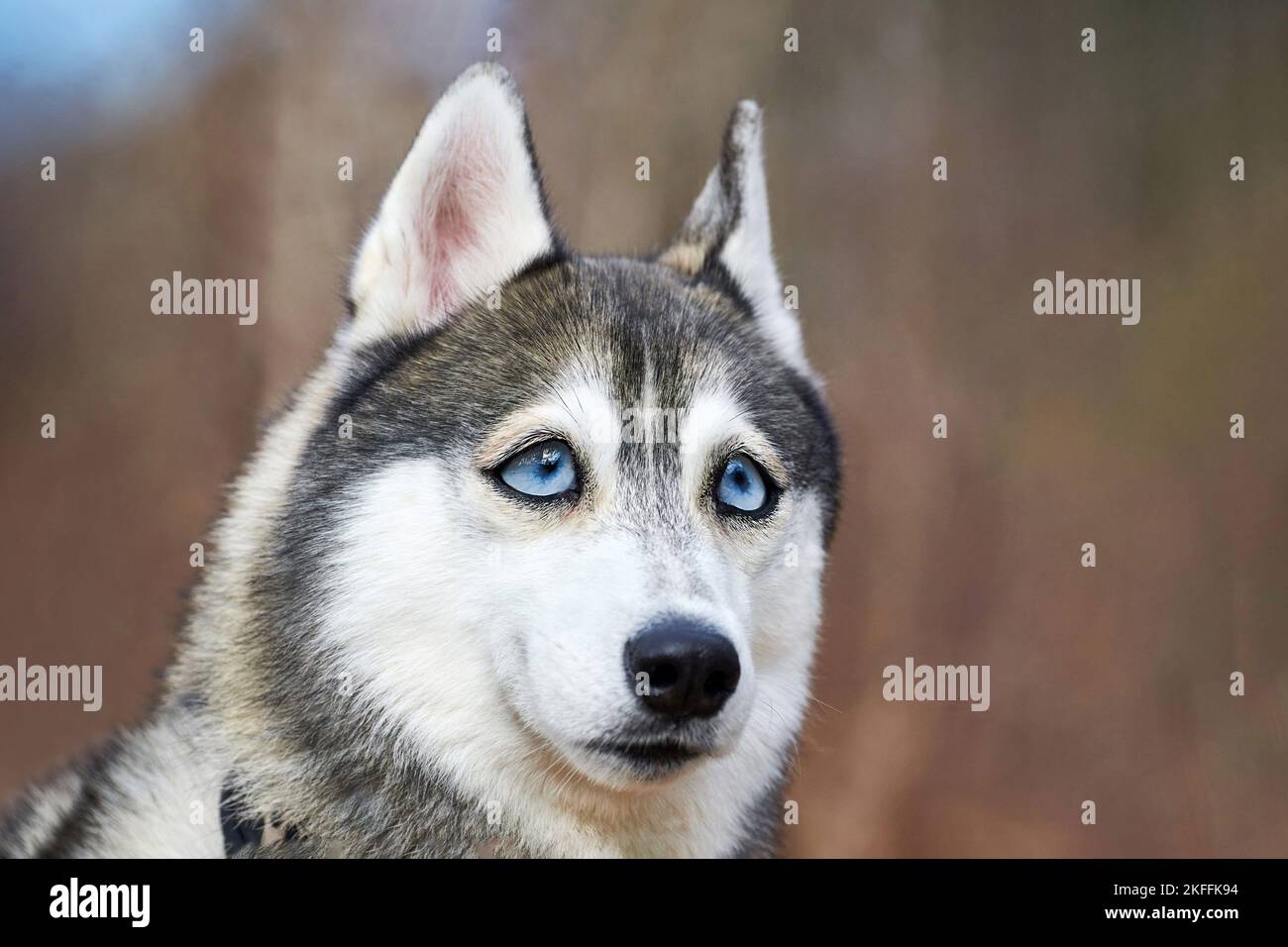 Siberian Husky dog with huge eyes, funny surprised Husky dog with ...