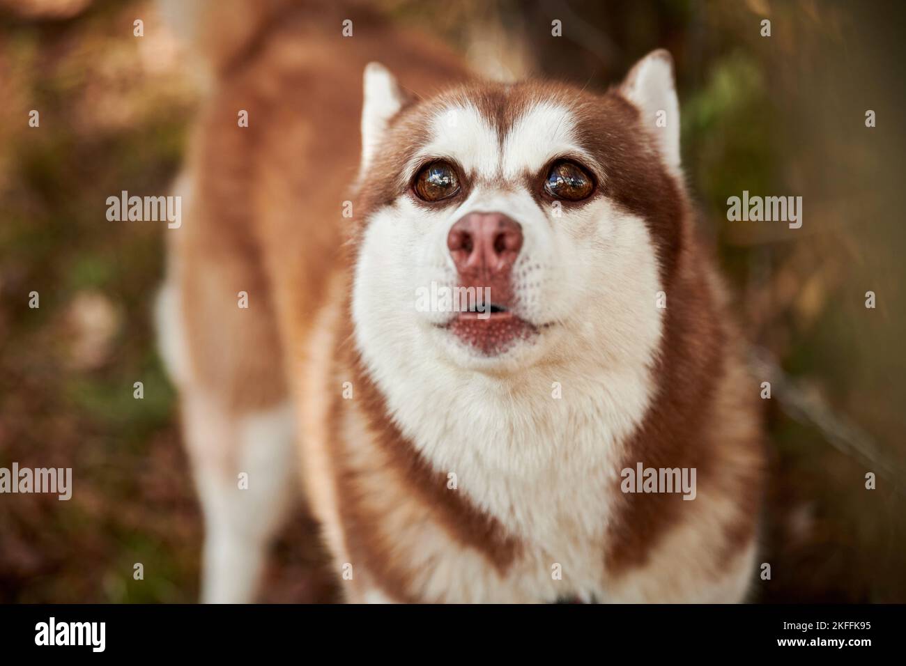 Siberian Husky dog with huge eyes, funny surprised Husky dog with ...