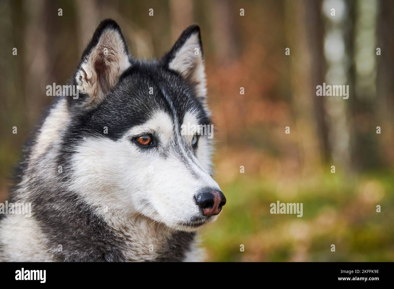 Siberian Husky dog profile portrait with black gray white coat color ...