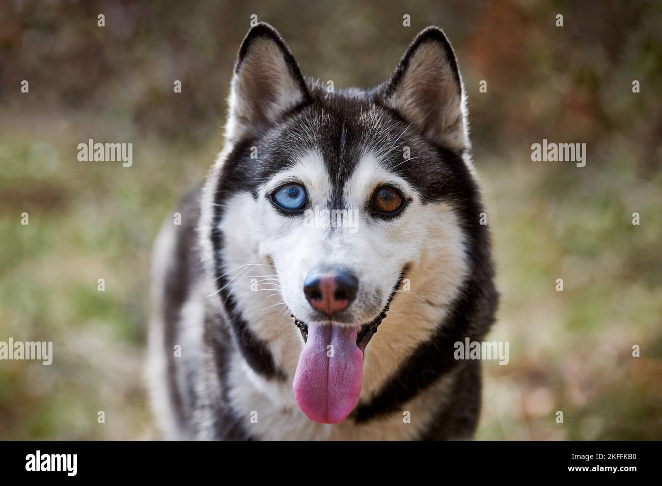 Siberian Husky dog with huge eyes, funny surprised Husky dog with ...