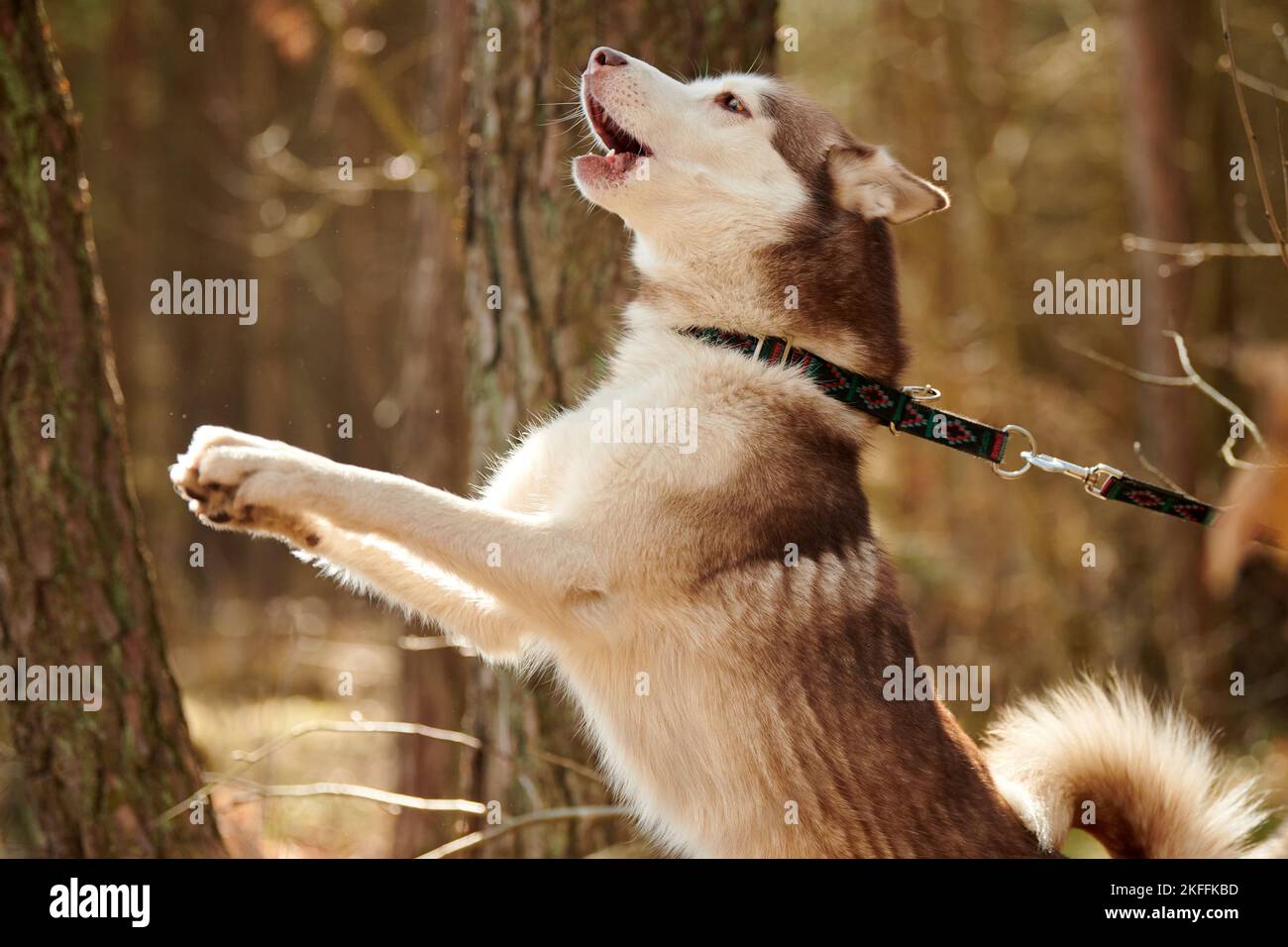 Siberian Husky dog standing on hind legs on autumn forest background ...