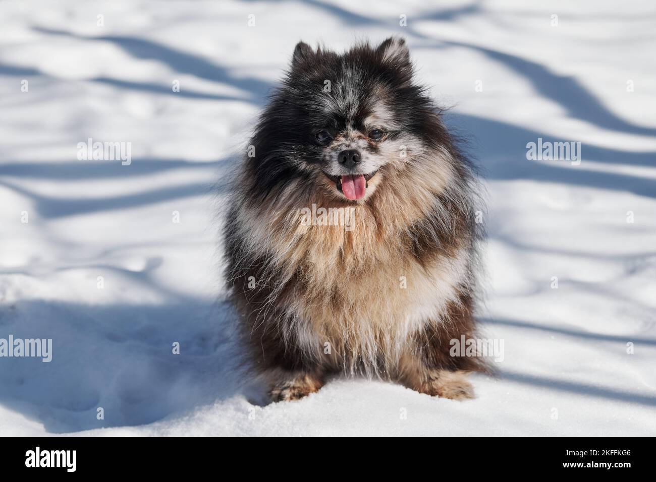 Pomeranian Spitz dog full size portrait, cute black marble with tan Spitz puppy sitting on ...