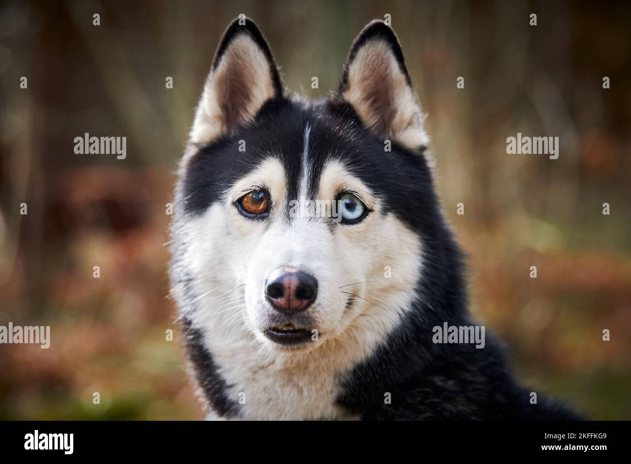 Siberian Husky dog with huge eyes, funny surprised Husky dog with ...