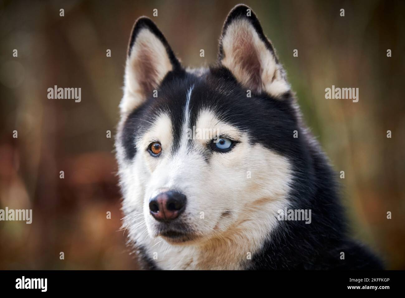 Siberian Husky dog portrait with blue brown eyes and black white coat ...