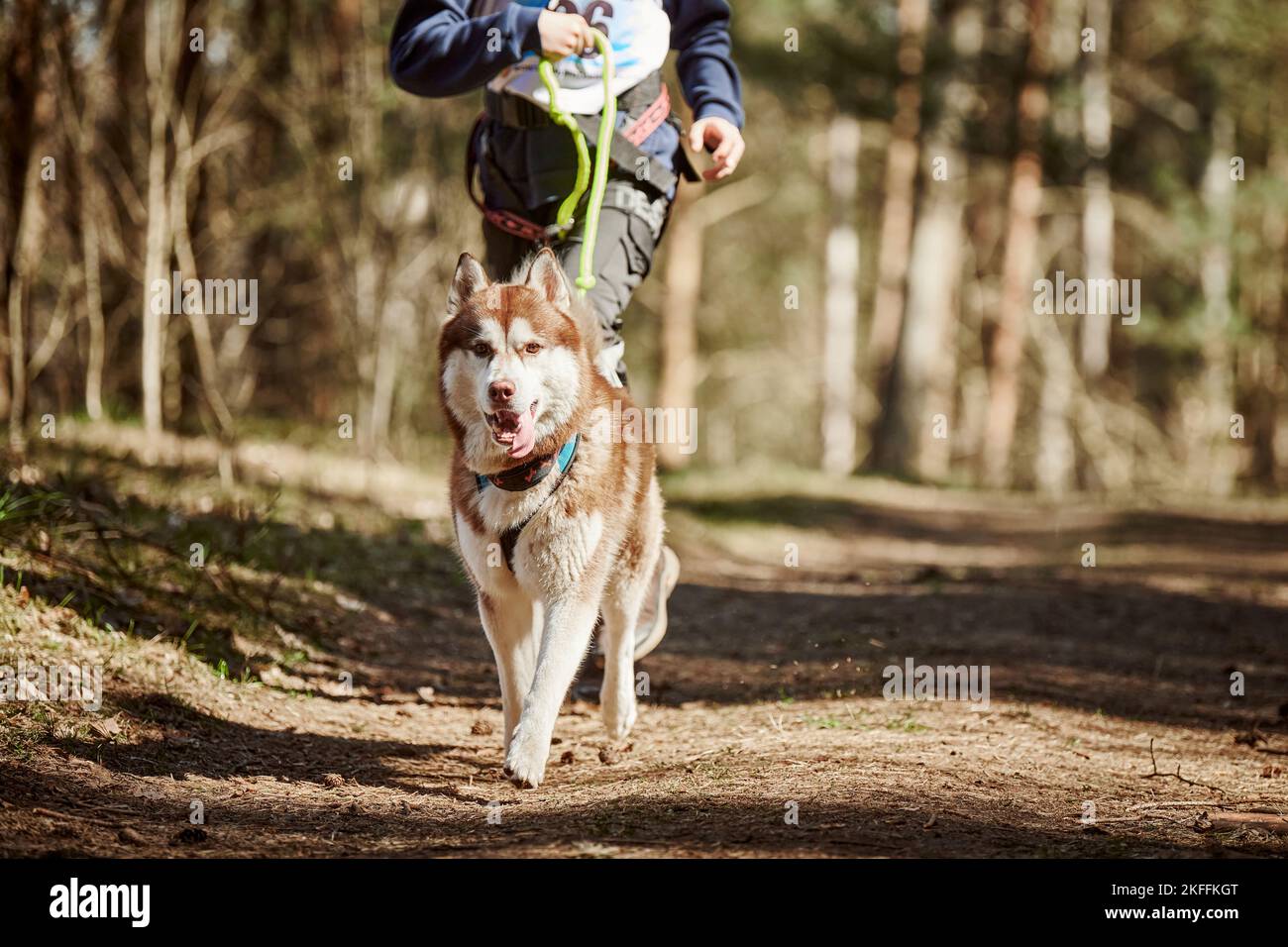 Running Siberian Husky dog in harness pulling man on autumn forest ...