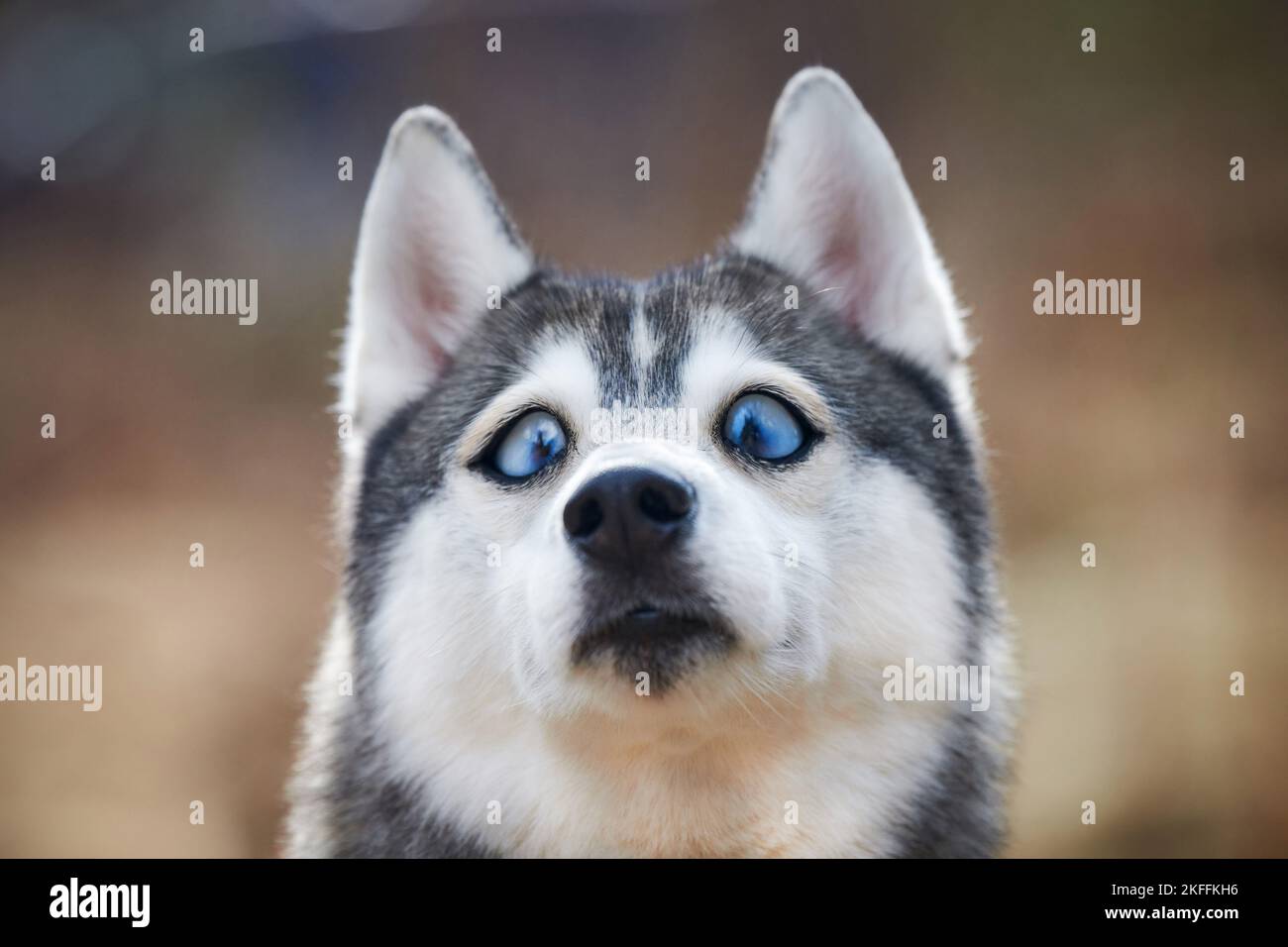 Siberian Husky dog with huge eyes, funny surprised Husky dog with ...