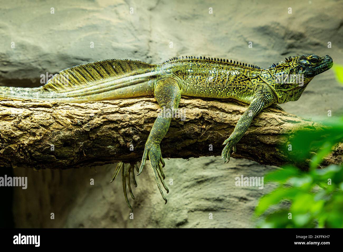A closeup of a Philippine sailfin lizard resting on a tree branch Stock ...