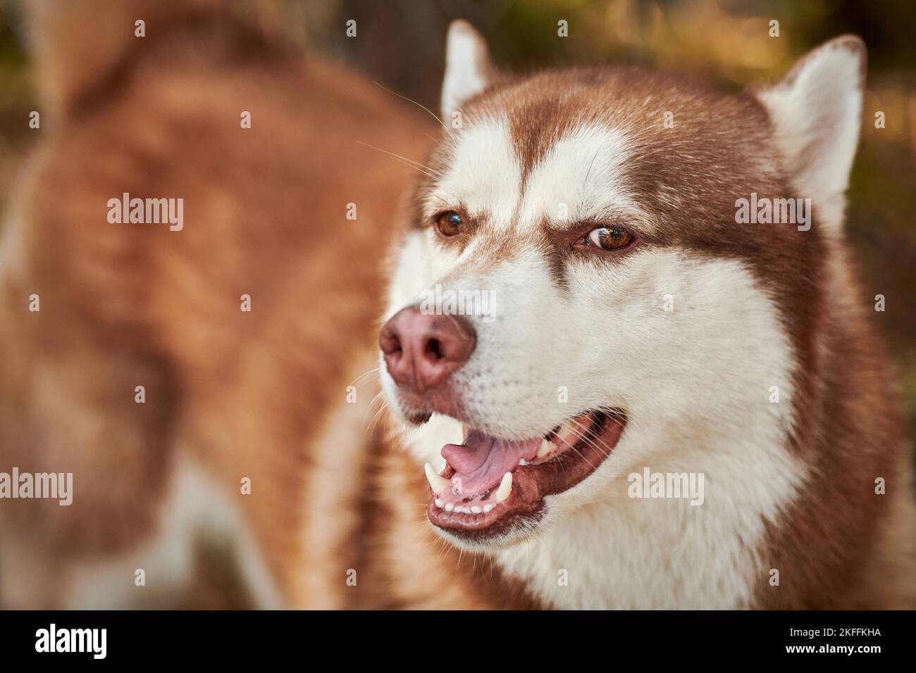 Siberian Husky dog portrait with brown eyes and brown white color, cute ...