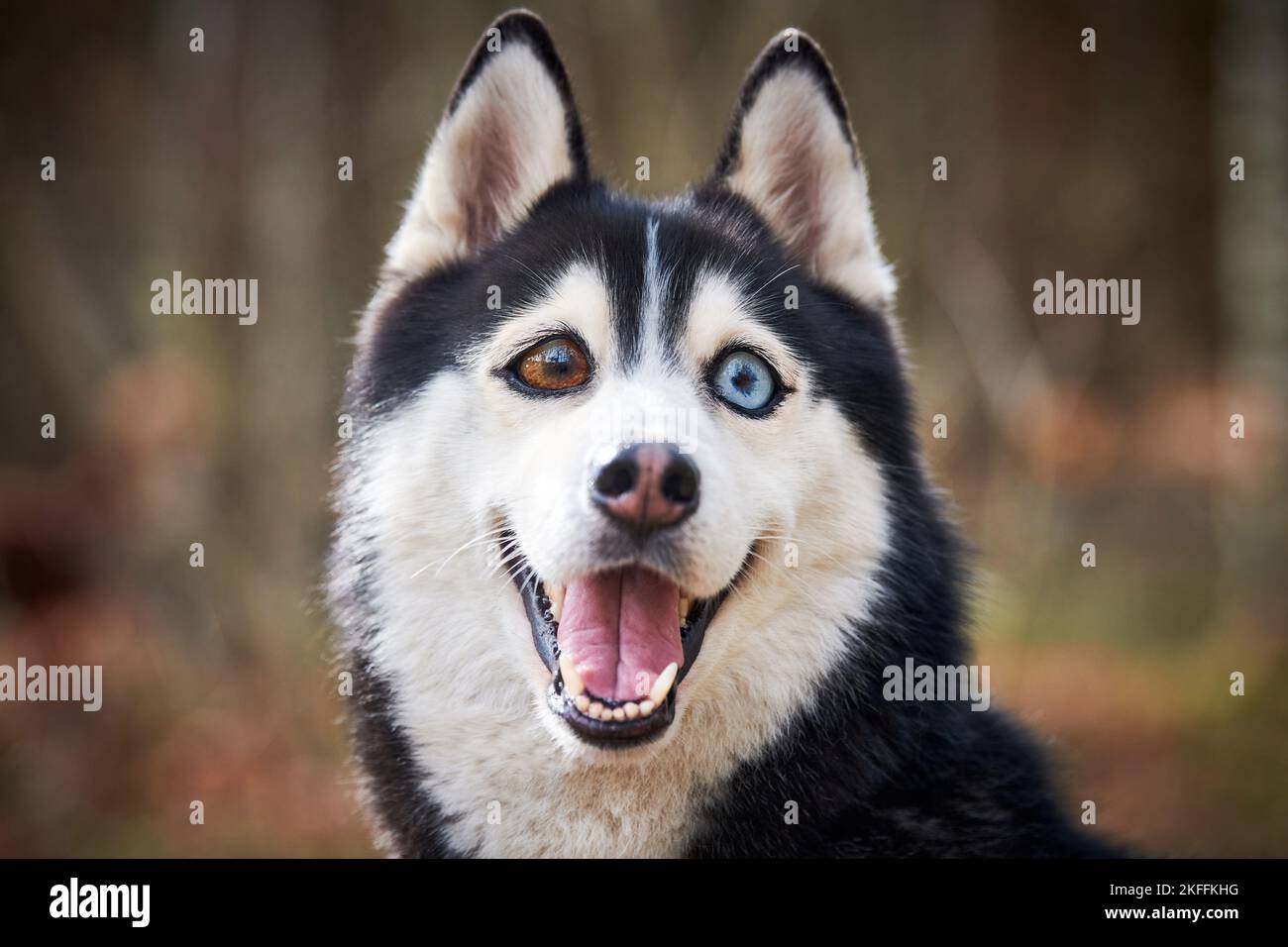 Siberian Husky dog with huge eyes, funny surprised Husky dog with ...