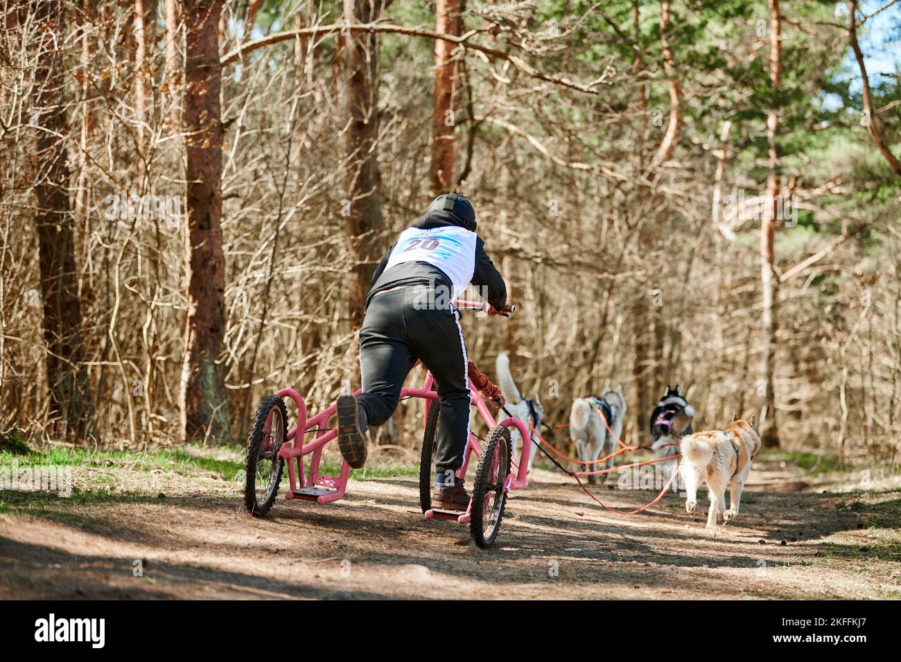 Back view to male musher rides on three wheeled cart with Siberian ...