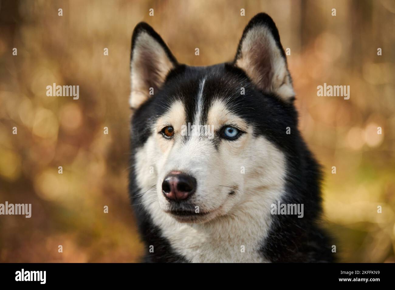 Siberian Husky dog portrait with blue brown eyes and black white coat ...