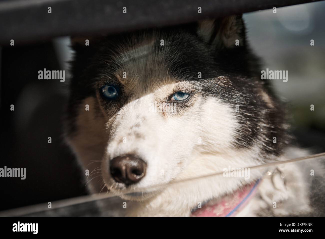 Siberian Husky dog behind window car portrait with blue eyes and gray ...