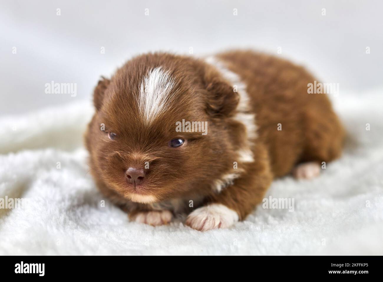 Little Chihuahua puppy on soft white fabric, cute sleepy brown white ...