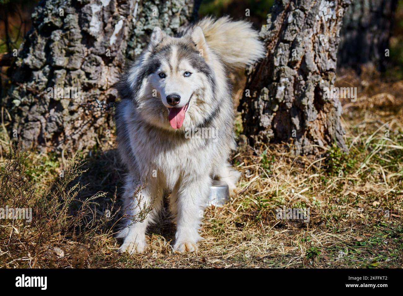Siberian Husky dog stands on forest grass, full size Husky dog portrait ...