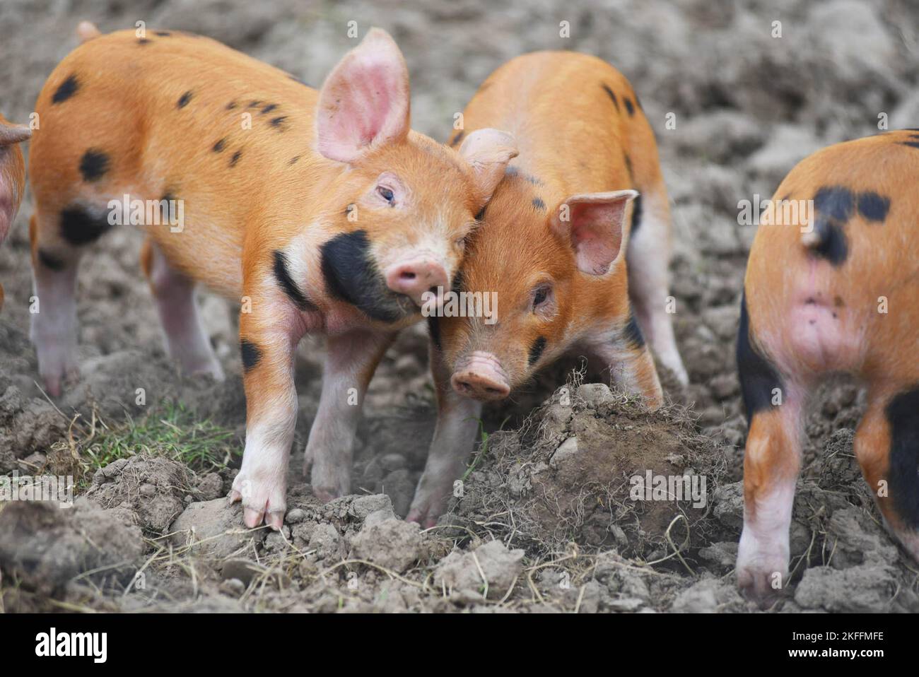 Newly born piglets (Oxford Sandy & Black) at Woodfoot Farm near Hawick ...